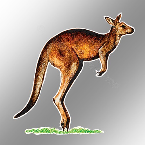 funny car bumper sticker. Kangaroo. die cut vinyl australian animal ...