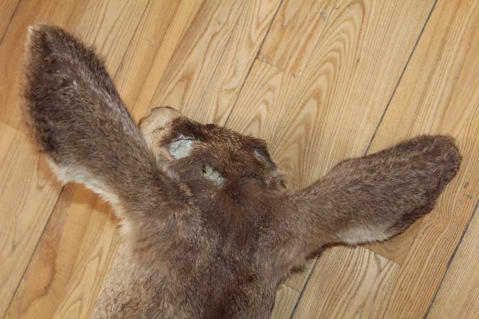 Mule Deer Head Shoulder Mount Taxidermy Mount Antler Hunt Whitetail ...