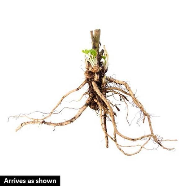 Brillant Red Flowering Miniature Hollyhock Alcea Dormant Plant Roots (3 ...