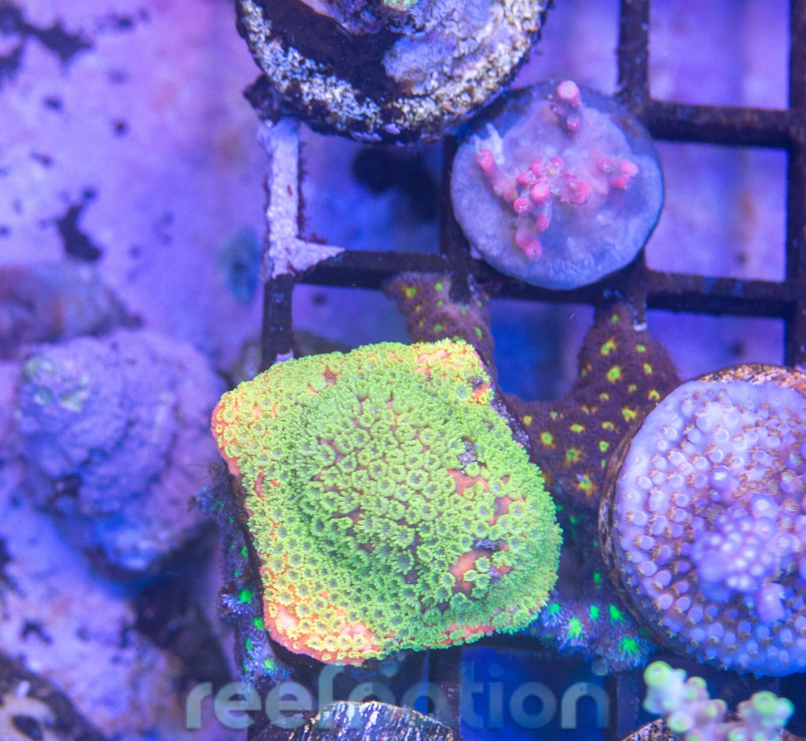 1023 WYSIWYG Tyree Sunset Monti | eBay