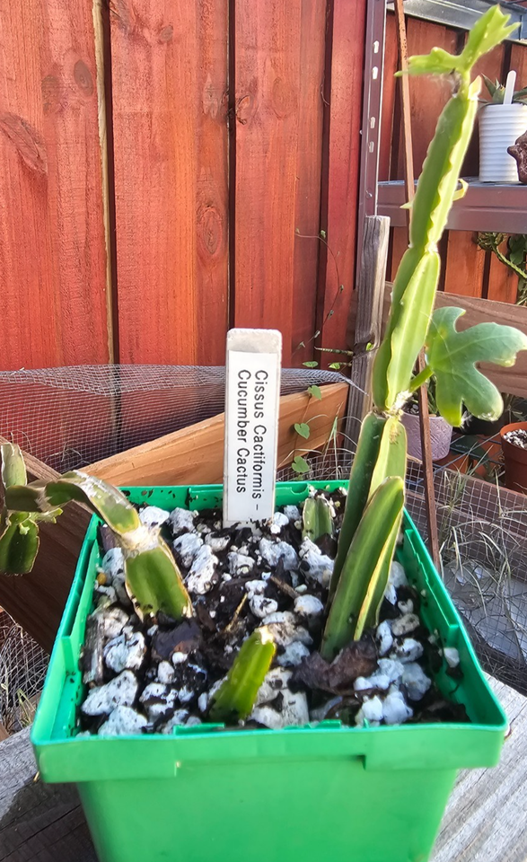 VEDLT GRAPE 'CUCUMBER CACTUS' CISSUS QUADRANGULARIS | eBay