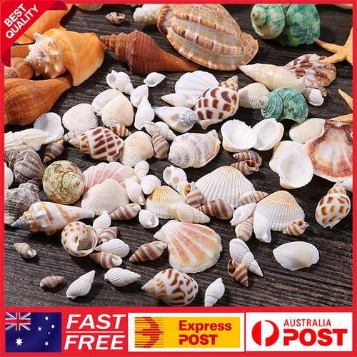 500g Mixed Beach SeaShells Mix Sea Shell Craft Natural Aquarium Fish ...