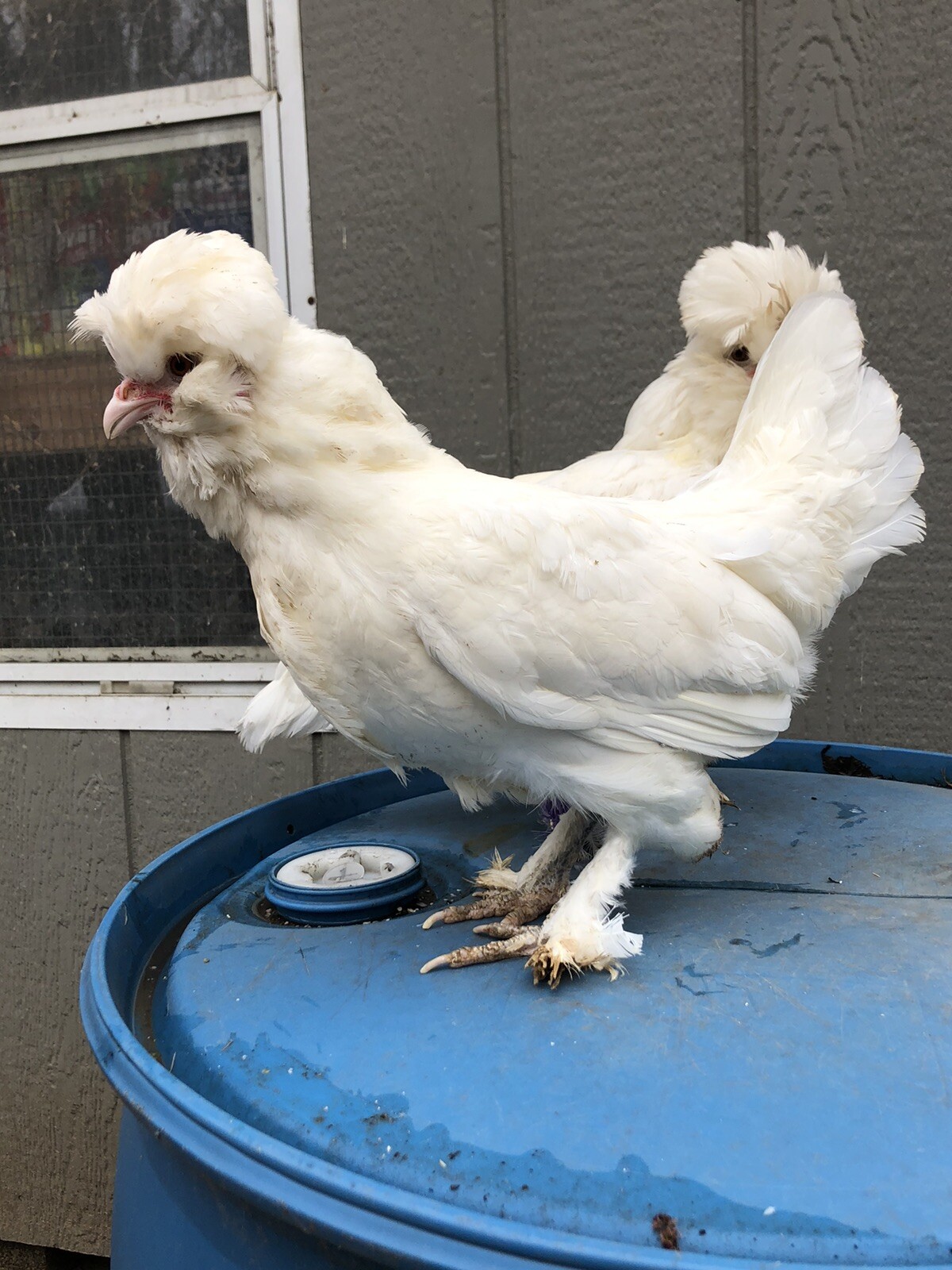 10+ Bantam Sultan Hatching Eggs | eBay