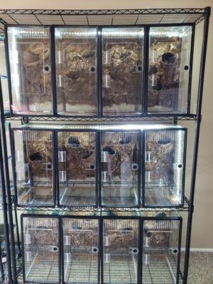 20 Gallon L VERTICAL Aquarium Gecko/Arboreal Conversion Kit (tank not ...