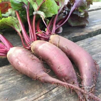500 Beet Cylindra - Non-GMO Heirloom Beet- Formanova Beet - Bulk Seed ...