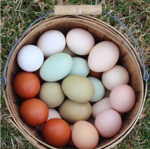 Fertile hatching chicken eggs Americauna black copper matan, green olive eggers | eBay