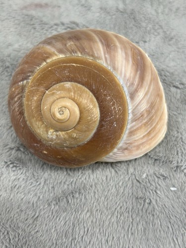 Cepaea Hortensis Shell Brown And White 3" Big | eBay