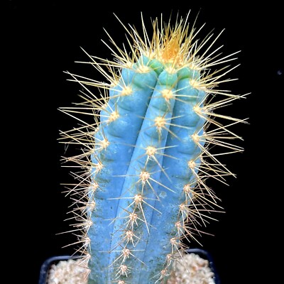 Blue Cactus Plant | Blue Torch Cactus Plant | Pilosocereus Azureus in ...
