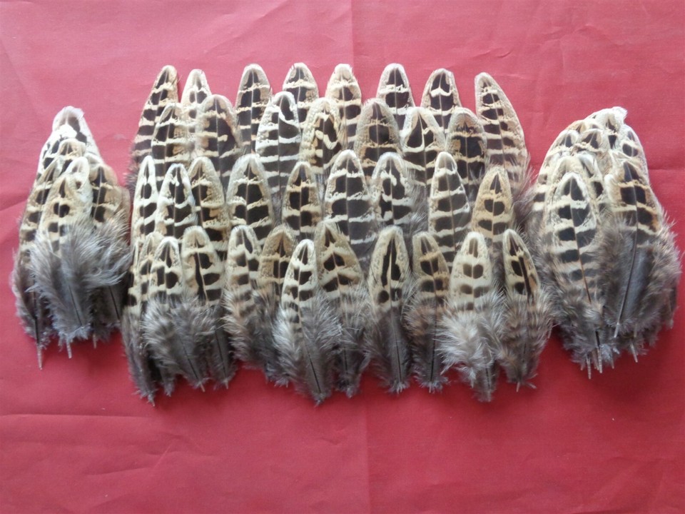 100 Hen Pheasant Wing Hackle Feathers 2" - 4" - Crafting feathers | eBay UK