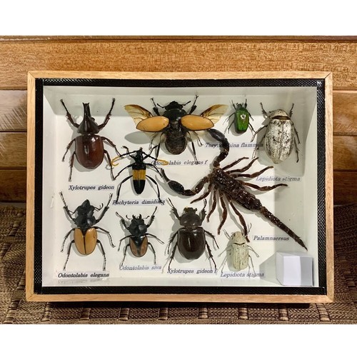 Scorpion Palamnaersus Insect Rare Real Beetle Wing Box Frame Display ...
