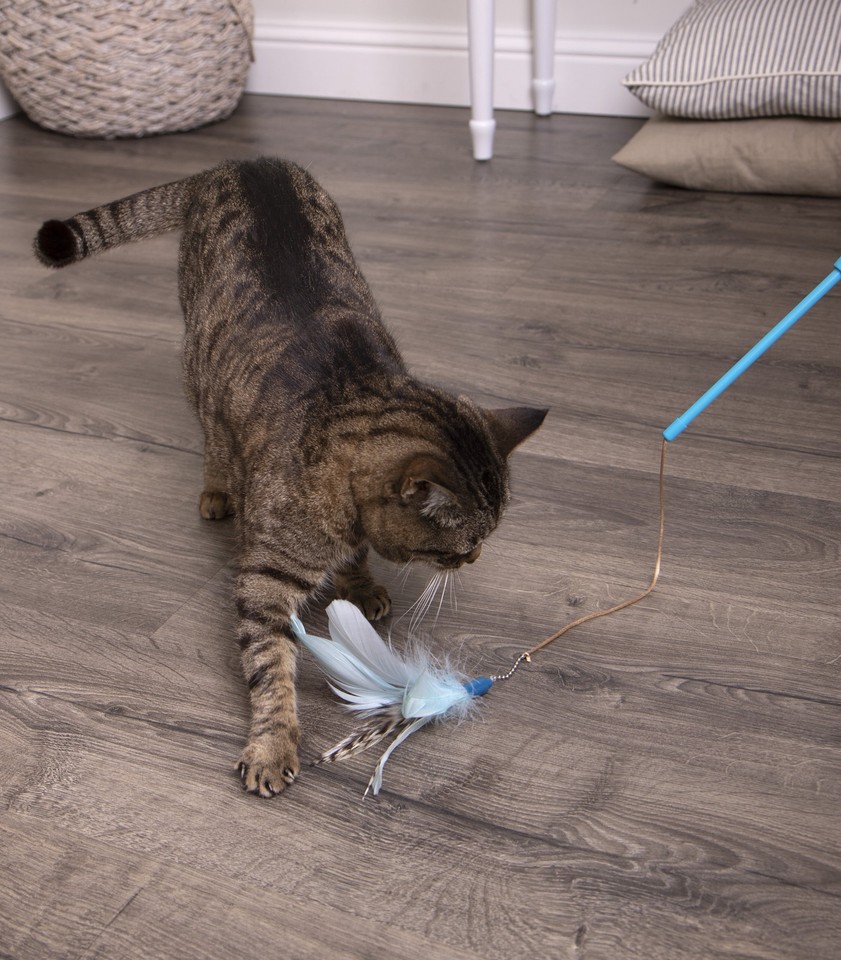 Frisky Flyer, Interactive Cat Toy, Extendable and Retractable Wand with ...