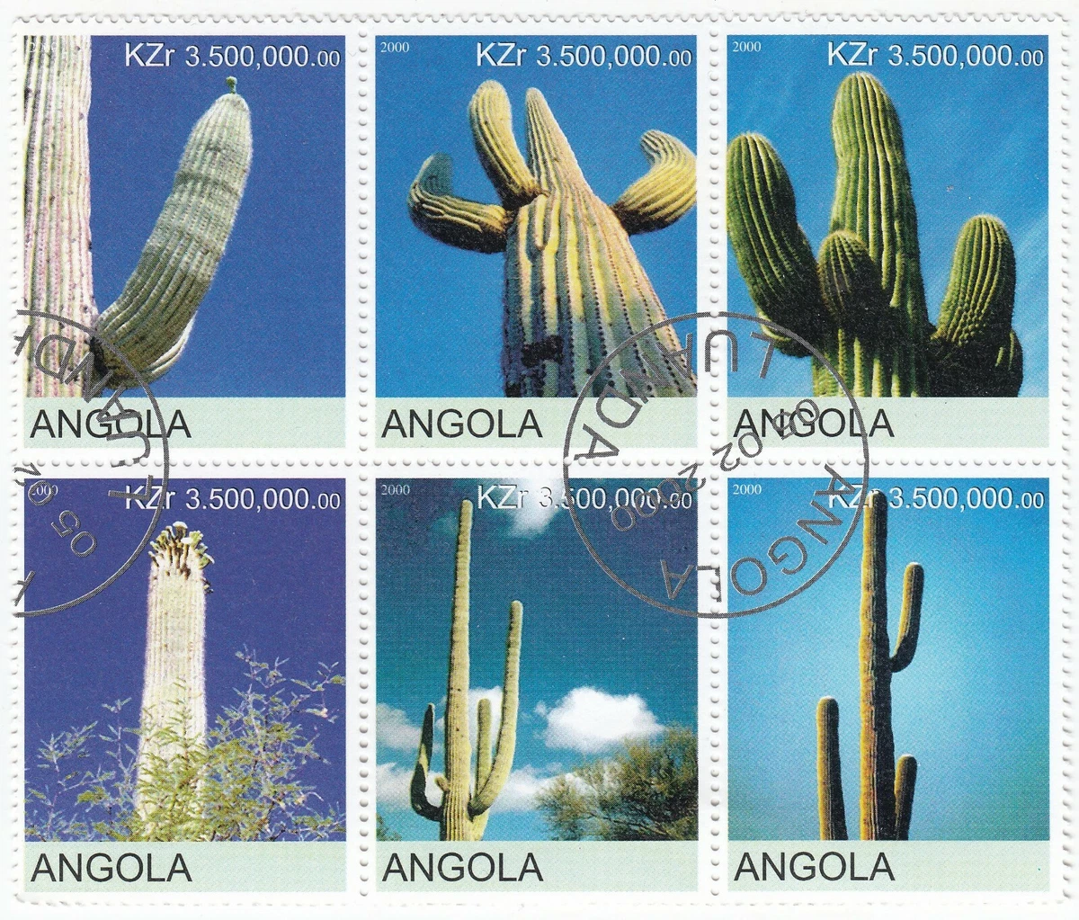 Plants Of Angola