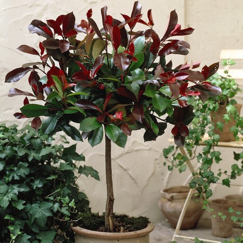 T&M Standard Photinia Red Robin 3 Litre Potted Plant | eBay UK