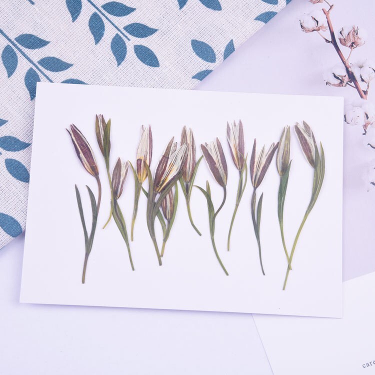 12PCS Real Pressed Dry flower, bud flower with stem leaves for art ...