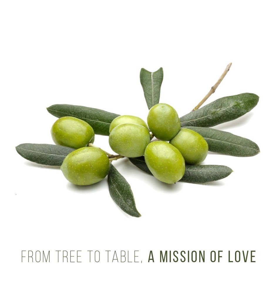 Olive Tree "Arbequina". Set of 4 starter plants | eBay