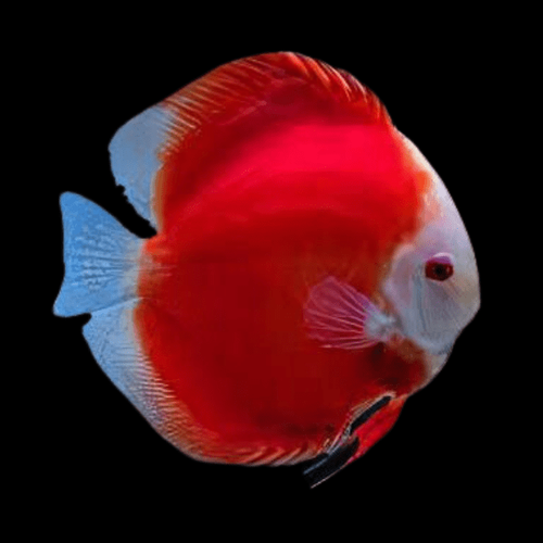 Red Melon Discus Symphysodon Aequifaciatus 4" | eBay UK