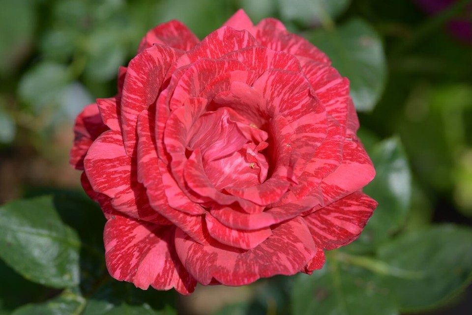 SUPER RARE Red Intuition Grandiflora Rose - 3 cuttings for rooting or ...