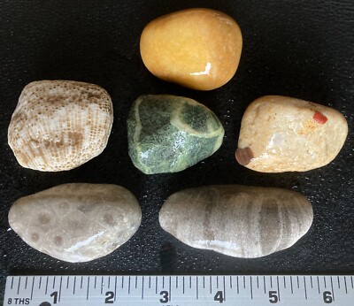 6pc Michigan Rocks Fossils -Petoskey Stone Puddingstone Epidote ...