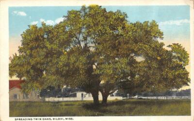 BILOXI, MS Mississippi SPREADING TWIN OAK TREES c1920's Postcard | eBay