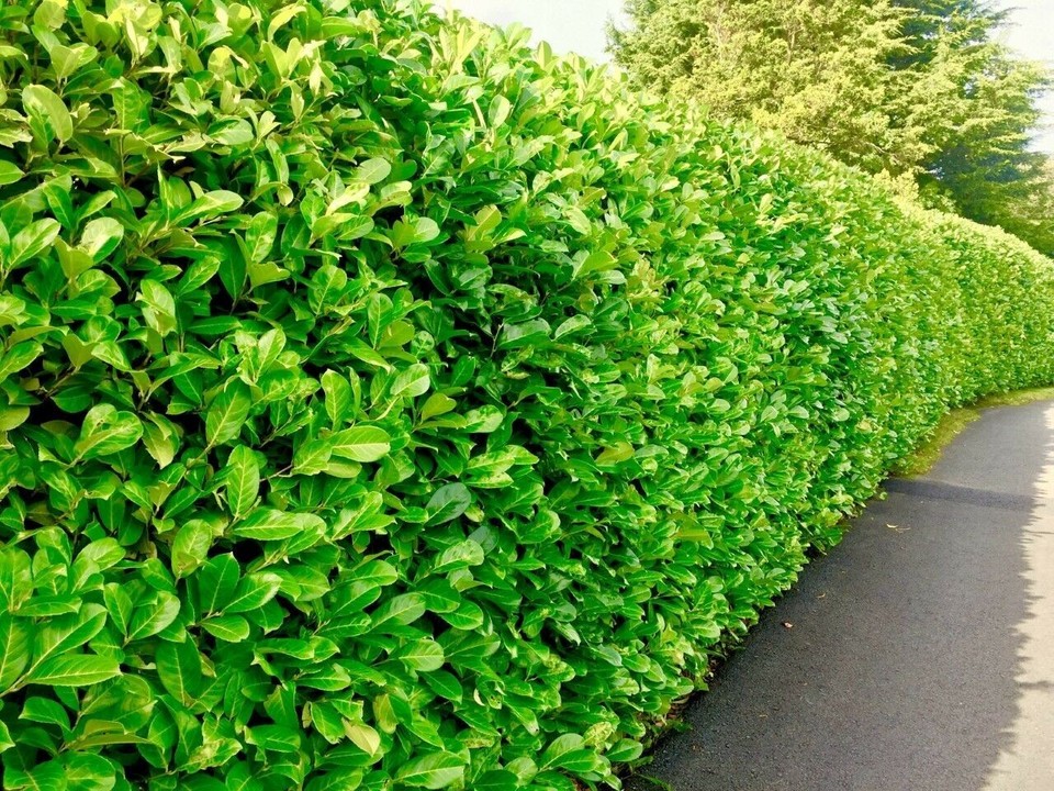 10 Cherry Laurel Evergreen Hedging Plants Fast Growing Shrub 40-60cm ...