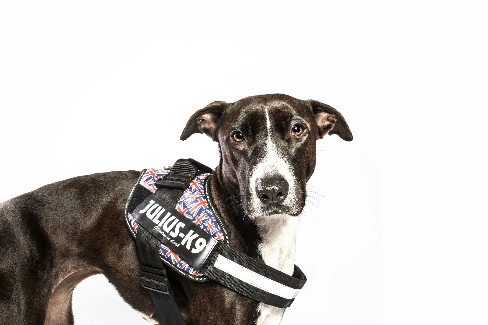 Julius-K9 IDC Flag Harness Dog Puppy Adjustable Comfortable Reflective ...