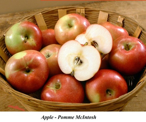 Seed Apple Pomme McIntosh RED OWN Tree Pommier Fruit Edible Crunchy ...