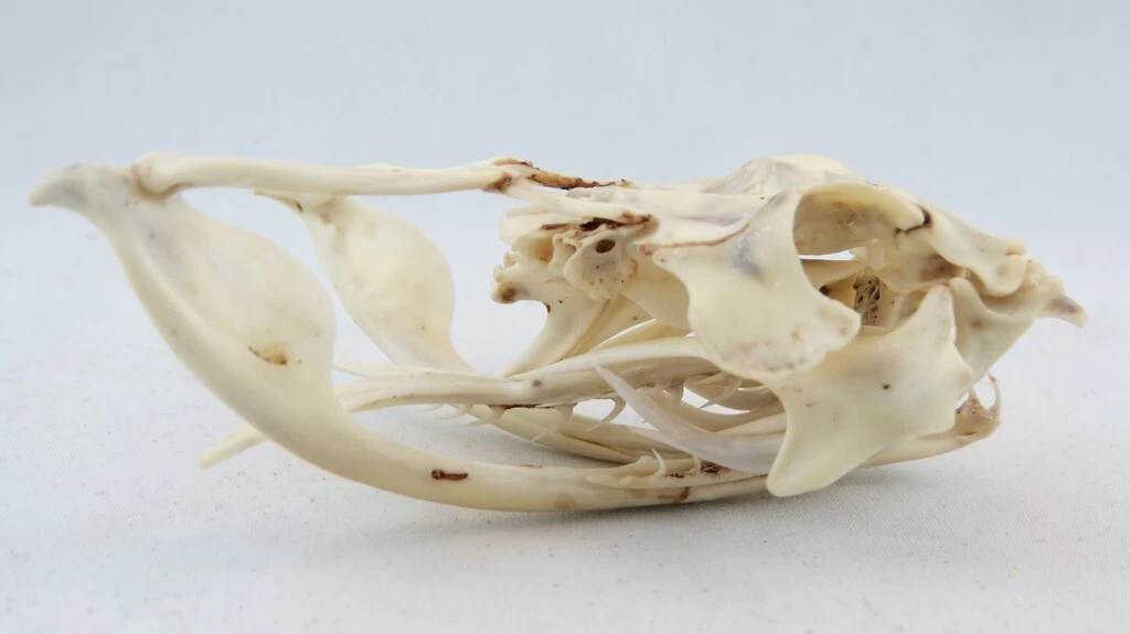 Gaboon Viper Skeleton