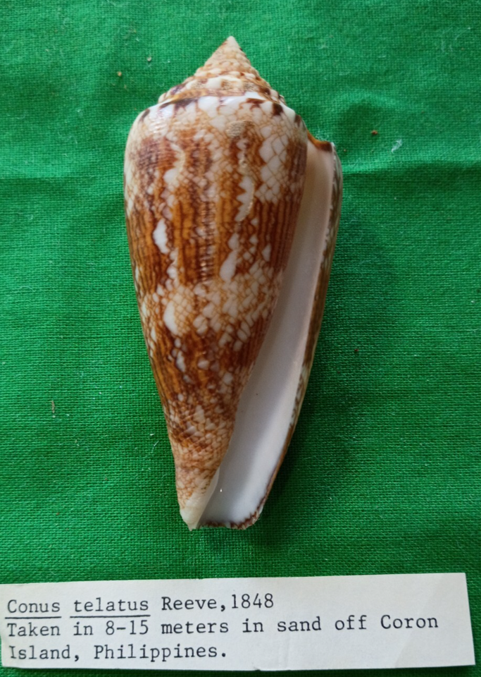 Conus telatus #M0449 Philippines 66mm | eBay