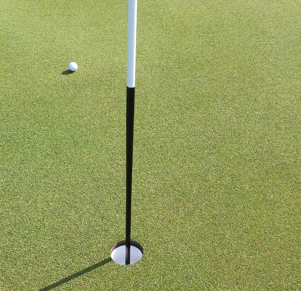 007 Creeping Bentgrass Seed 80,000 seeds | eBay