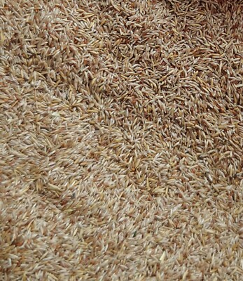 Premium Creeping Bentgrass Seed Blend - 007 DSB, ABERREGAL, ABERROYAL ...