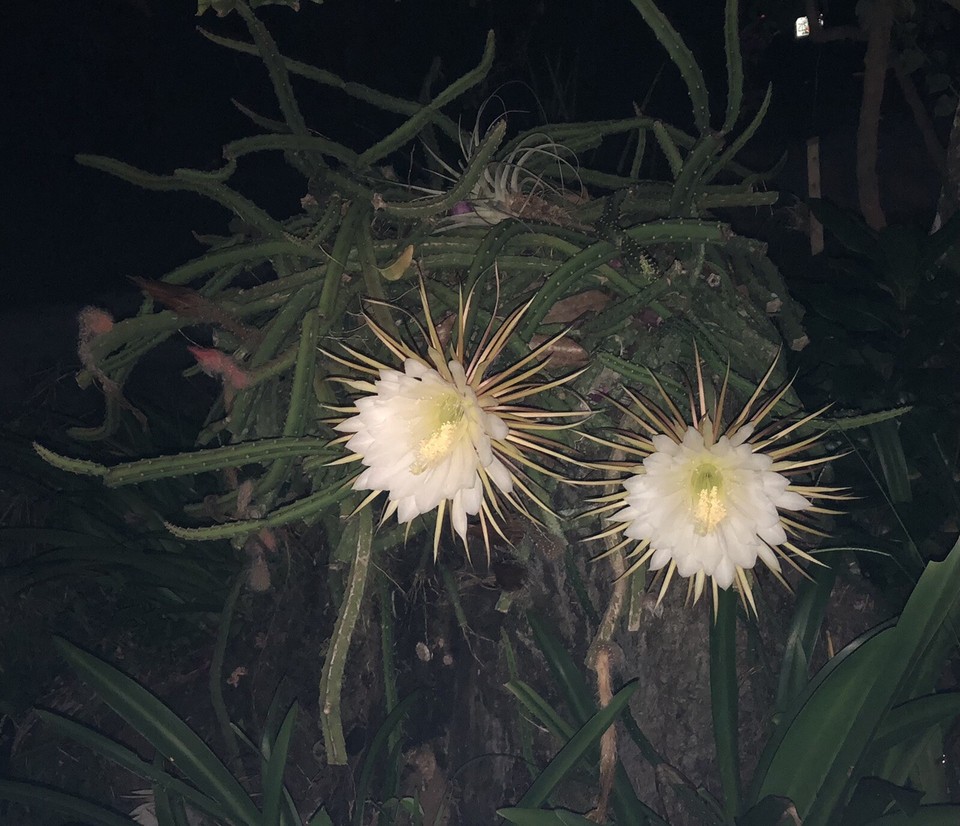 Cereus Cactus Night Blooming 4 ROOTED Cacti Easy to Grow Queen of the ...