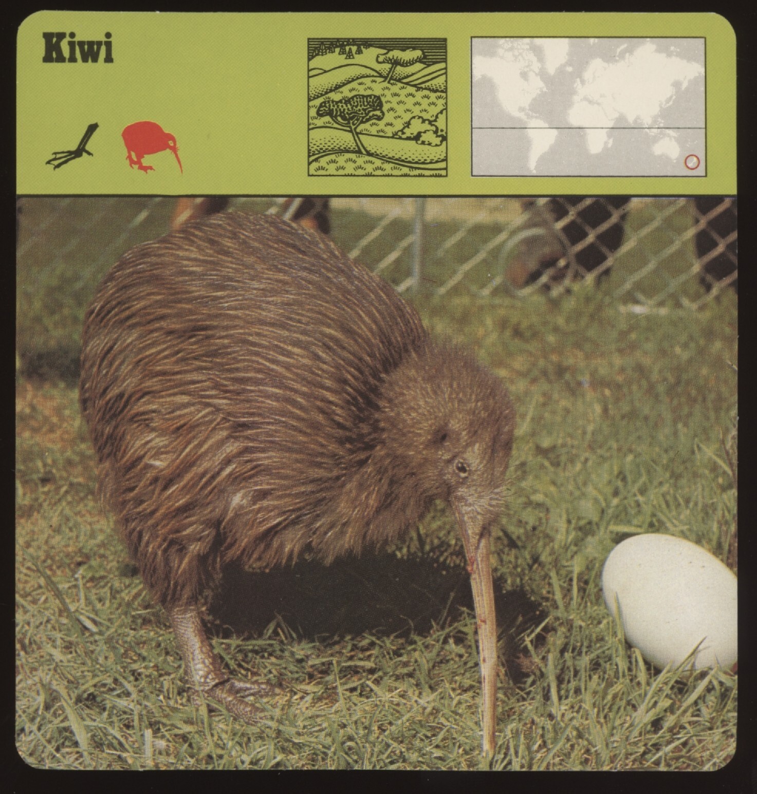 Kiwi Safari Cards Rencontre Birds | eBay