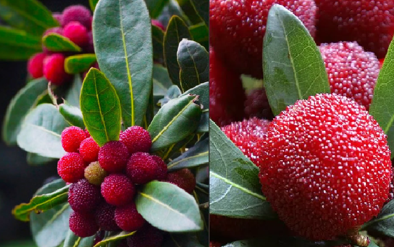 Yumberry Plant For Sale Yumberry Tree Seeds For Planting (10 Seeds)