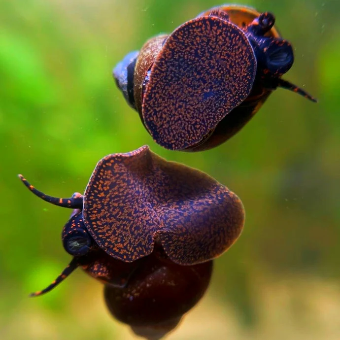 *RARE* Blueberry Snail (Viviparus sp.) – Live Freshwater Algae Cleaner ...