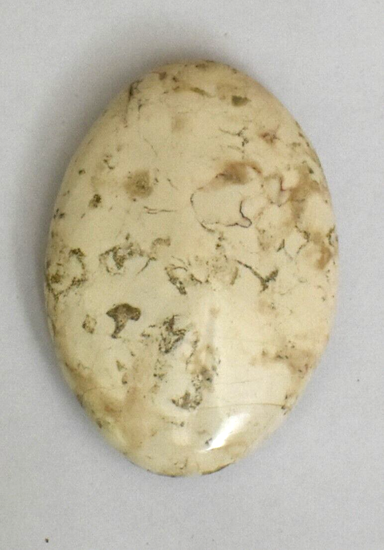 Shellfish Fossil Ancient Seabed Blue Ridge Mountains North Carolina ...