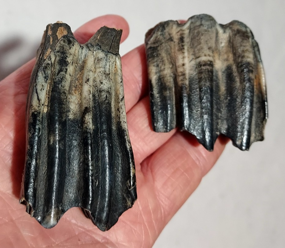 Bison Upper Tooth and Lower Tooth Fossils from Ice Age | eBay