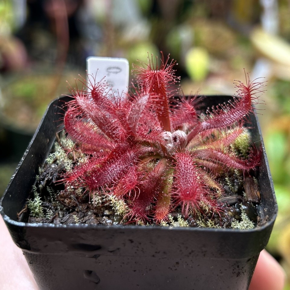 Drosera Graomogolensis Carnivorous Sundew Spectacular South American ...