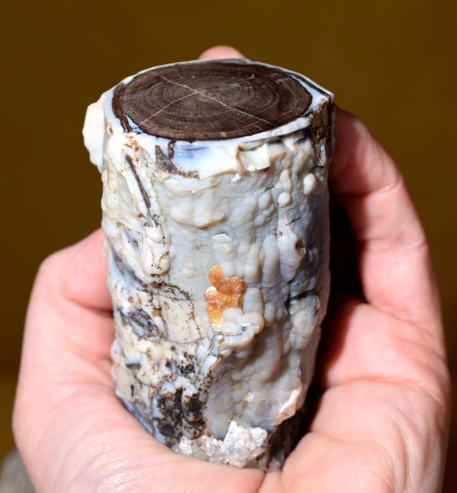 !WOW! Blue Forest Botryoidal Agatized Petrified Eocene Wood Tree Branch ...