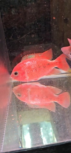 High Quality Classic F1 Kamfa Female Golden Base (GB) Flowehorn Live ...