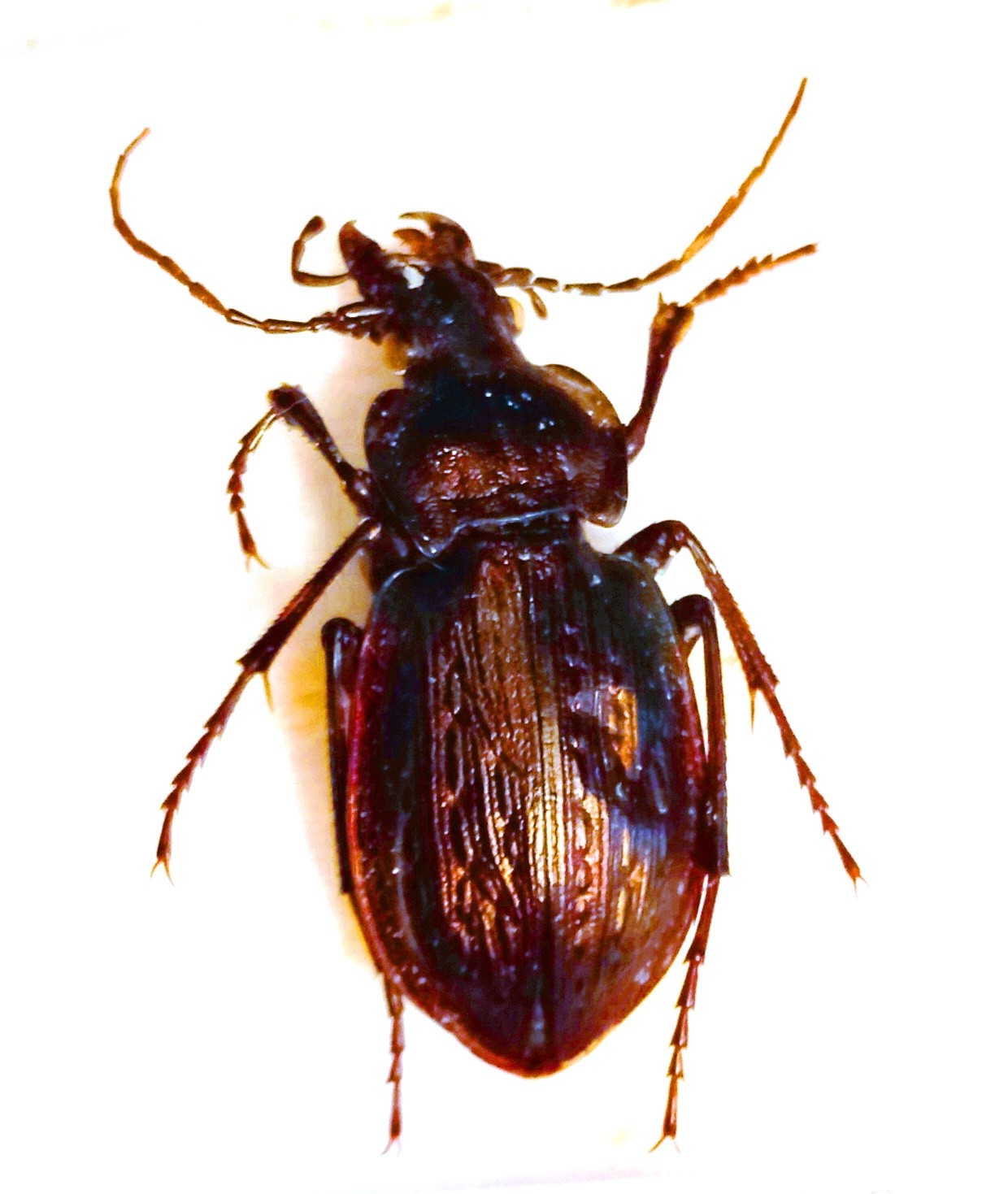 Carabidae CARABINAE Carabus (Eucarabus) italicus aemilianus ♀AA- ITALY ...