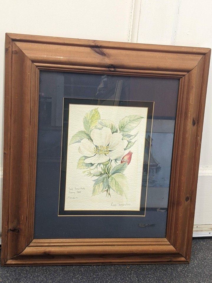 Vintage original watercolour painting by Terry Thomas, Rosa Tomentosa ...