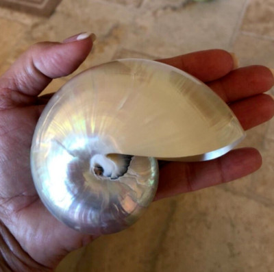 Large Natural Conch Seashell White Chambered Nautilus Rare Aquarium ...