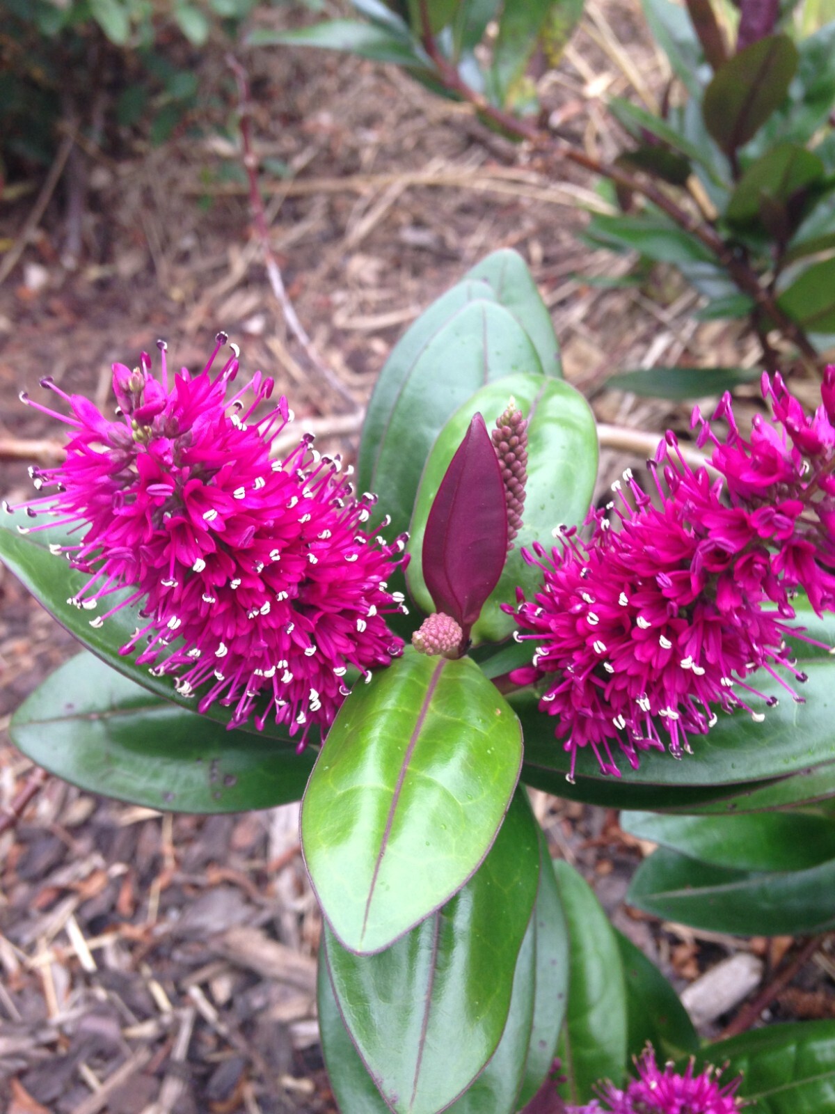 Hebe speciosa - 100 seeds - New Zealand native shrub - Veronica | eBay