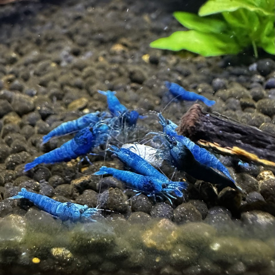 10+ Extreme Blue Bolt Caridina Shrimp - FREE 2 DAY SHIPPING - Live ...