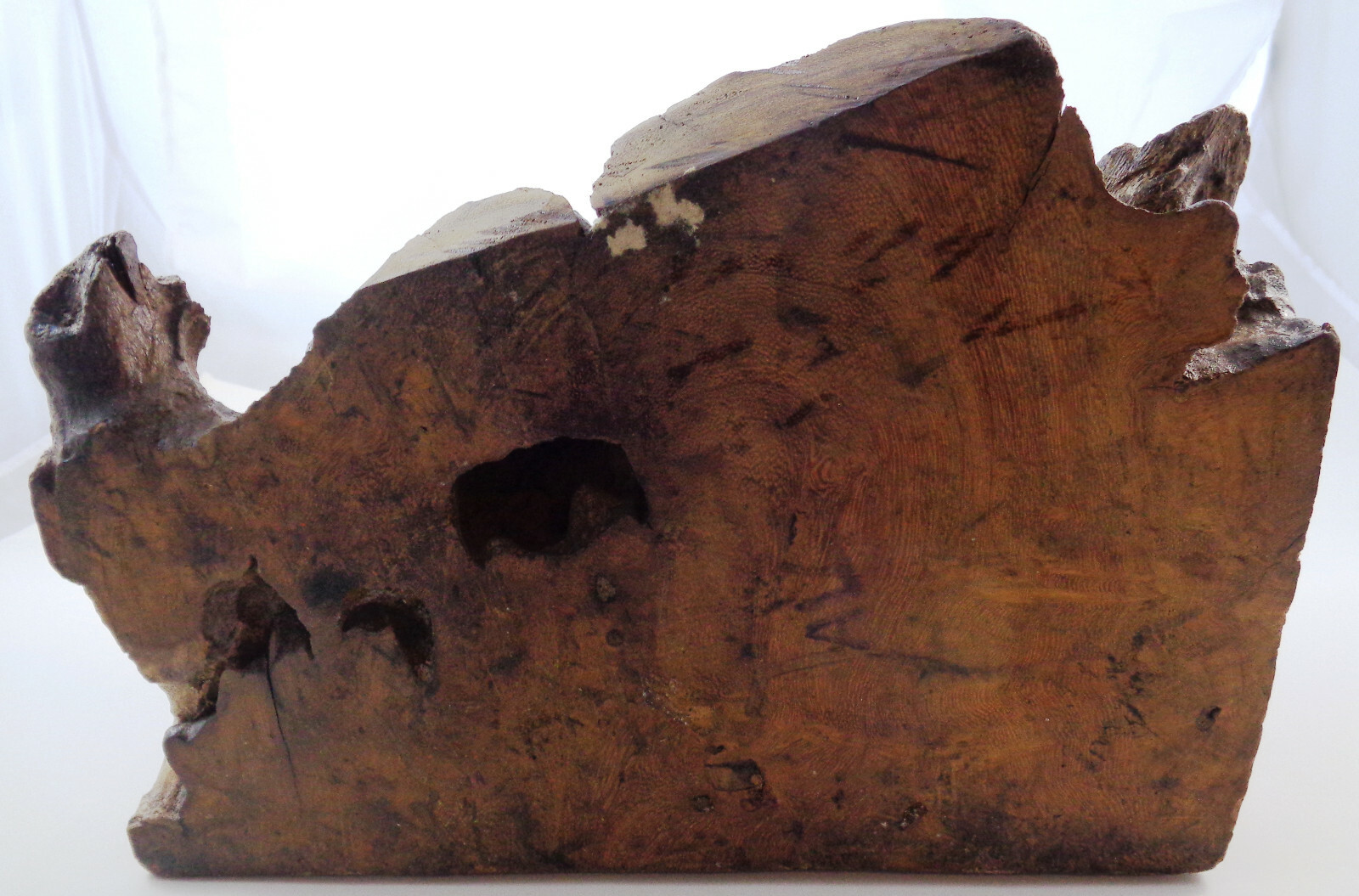 Gnarled burl (?) driftwood for beach display aquarium terrarium bookend ...