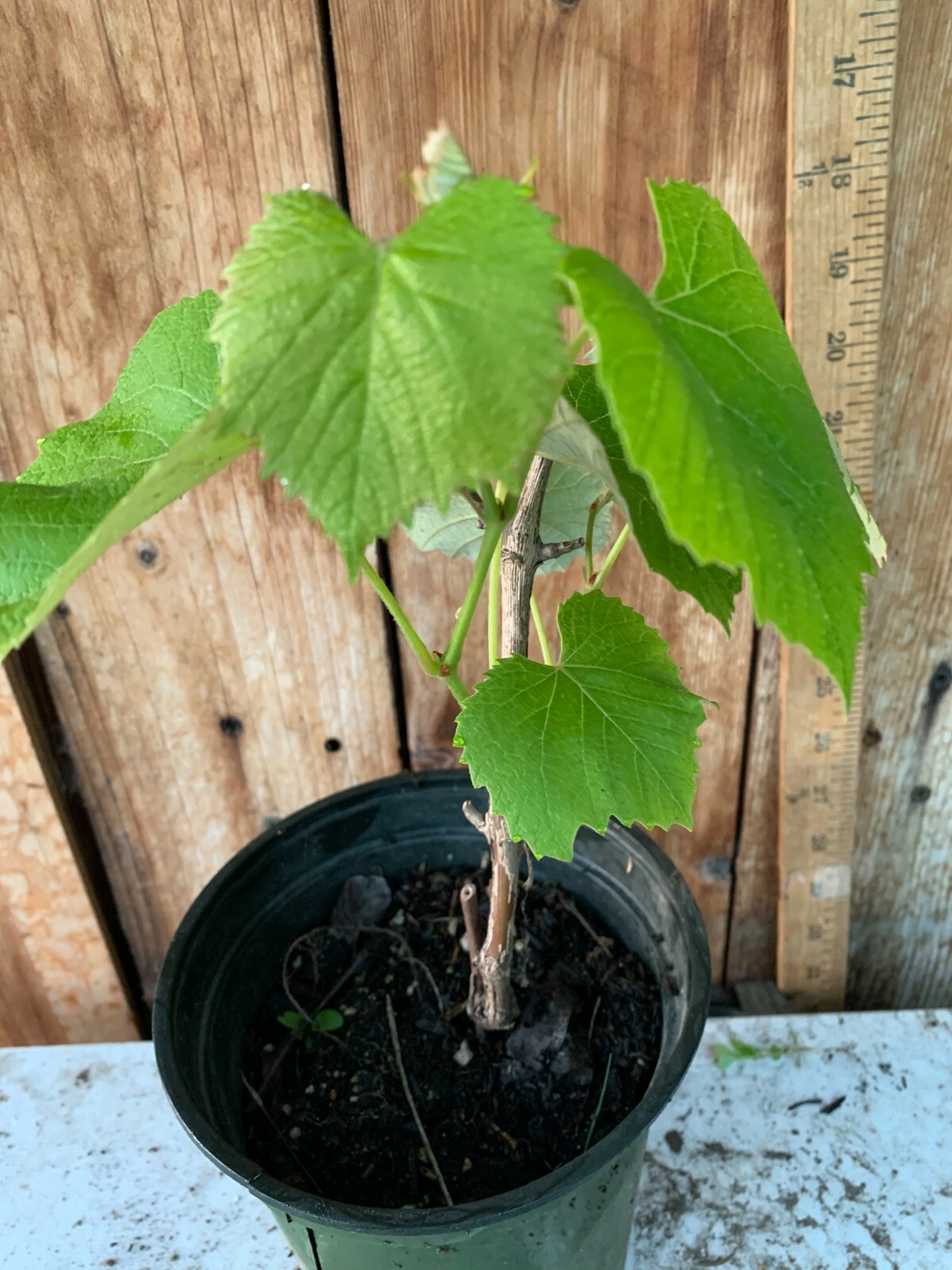 1 Red Wine Grape Vine Bare Root Vineyard Healthy Live Vine, Ready to ...