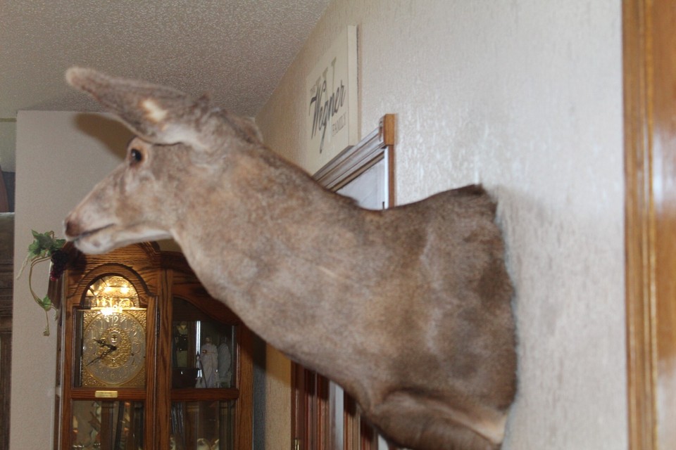 Mule Deer Head Shoulder Mount Taxidermy Mount Antler Hunt Whitetail ...