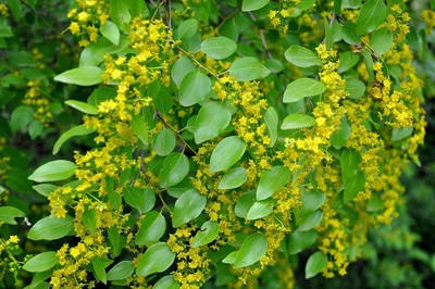 Paliurus ramosissimus (10 graines/seeds) | eBay