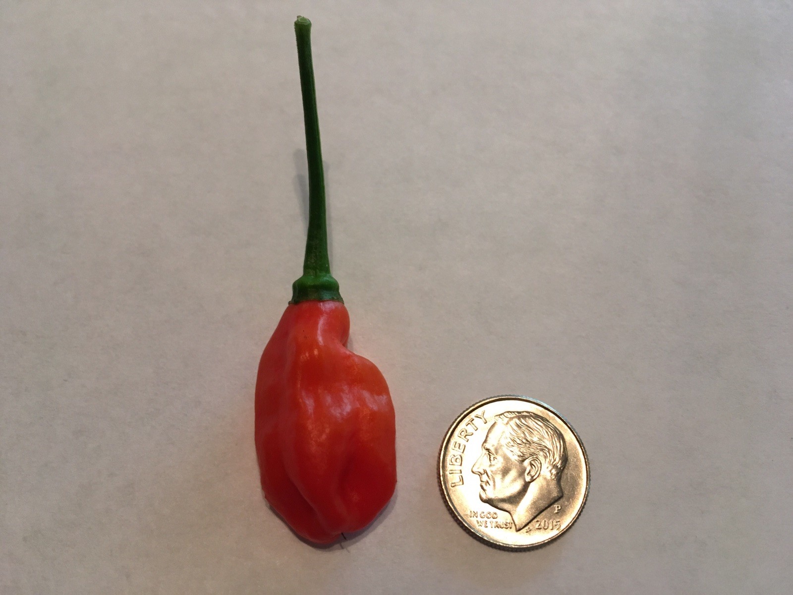 20 BIRGIT'S LOCOTO CHILI PEPPER SEED - ULTRA RARE 2024 - GREAT FLAVOR ...
