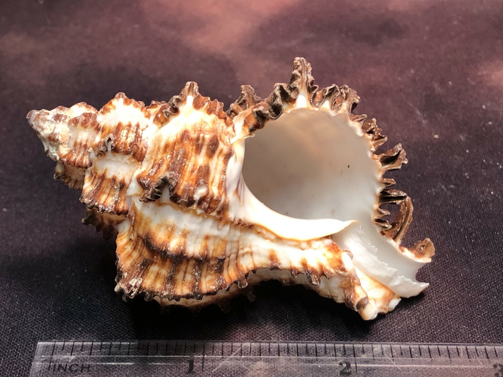 4 Conch Sea Shells Collection Set of 4 Striped Spiky Conch Beautiful ...